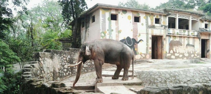 Guangzhou Zoo – GZ SHOPPER