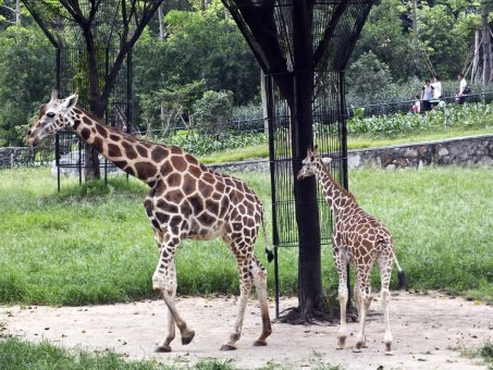 Guangzhou Zoo – GZ SHOPPER