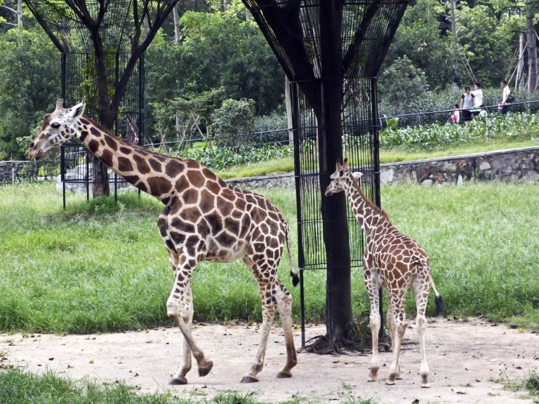 Guangzhou Zoo – GZ SHOPPER